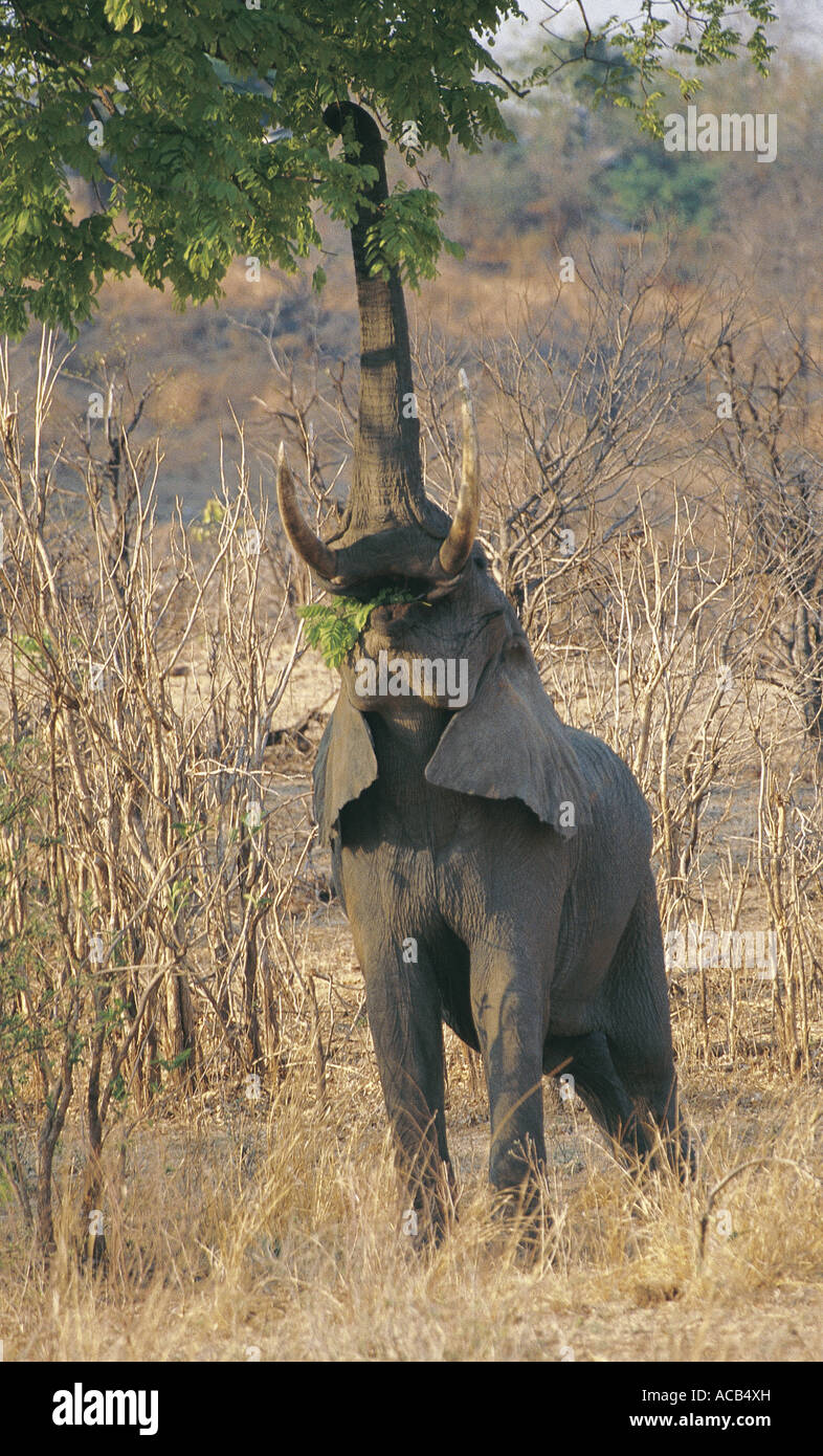 Male elephant hi-res stock photography and images - Alamy