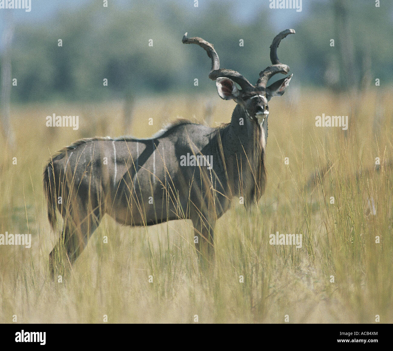 Kudu hi-res stock photography and images - Alamy