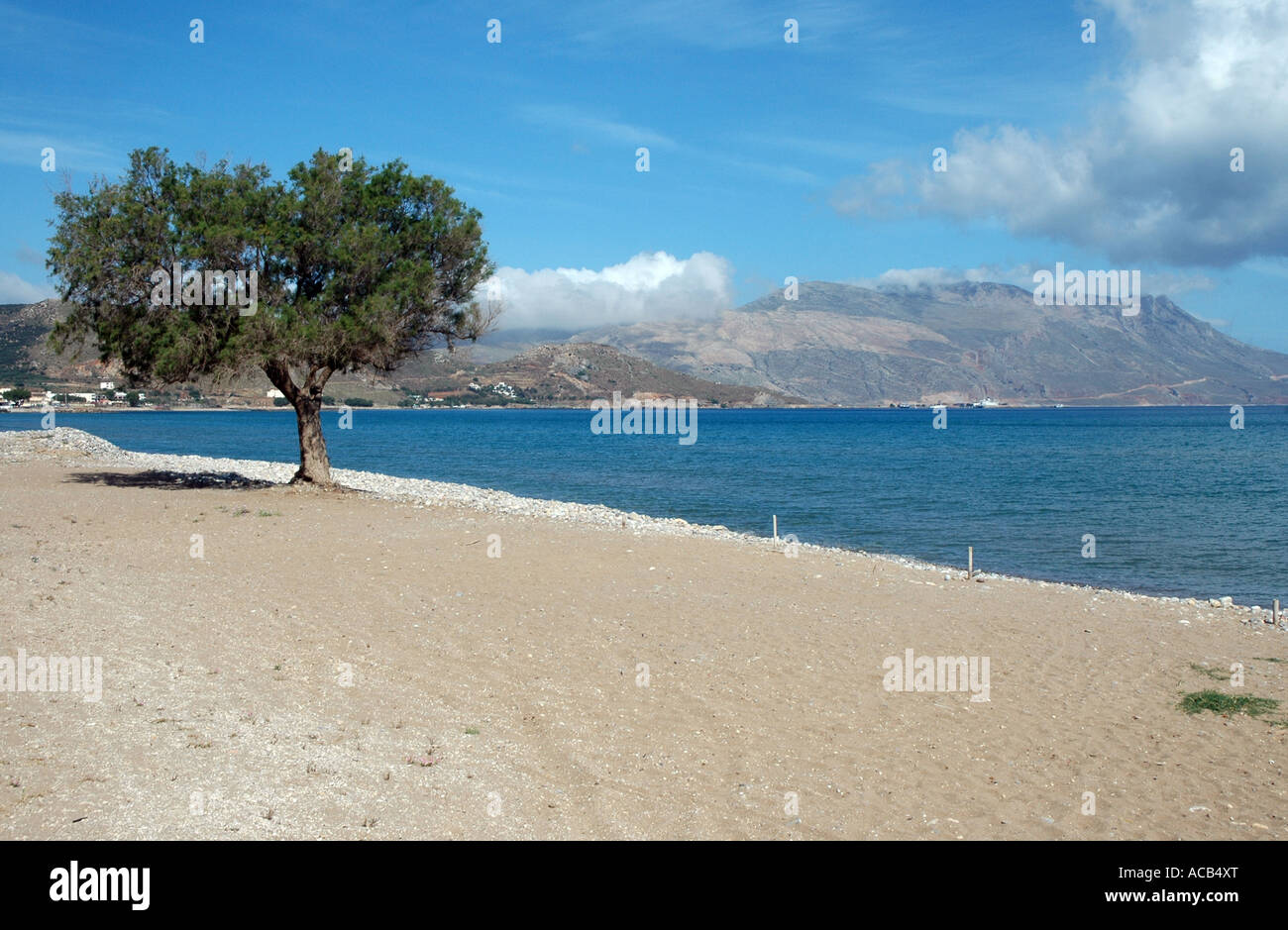 Single olive tree on beach over Mediterranean Sea in Kissamos (Kastelli ...