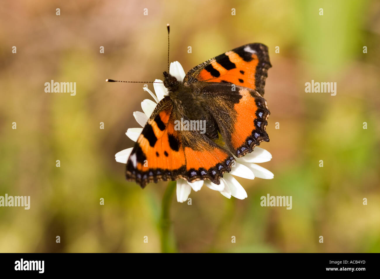 Small tortoiseshell aglias urticae hi-res stock photography and images ...