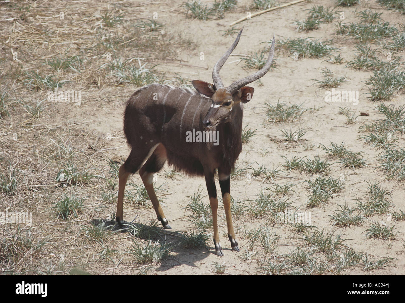 Nyala male hi-res stock photography and images - Alamy