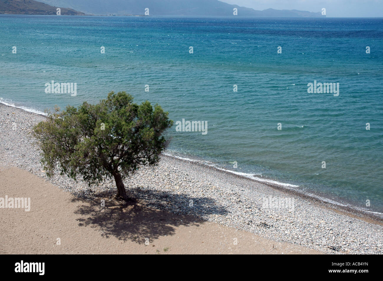 Single olive tree on beach over Mediterranean Sea in Kissamos (Kastelli ...