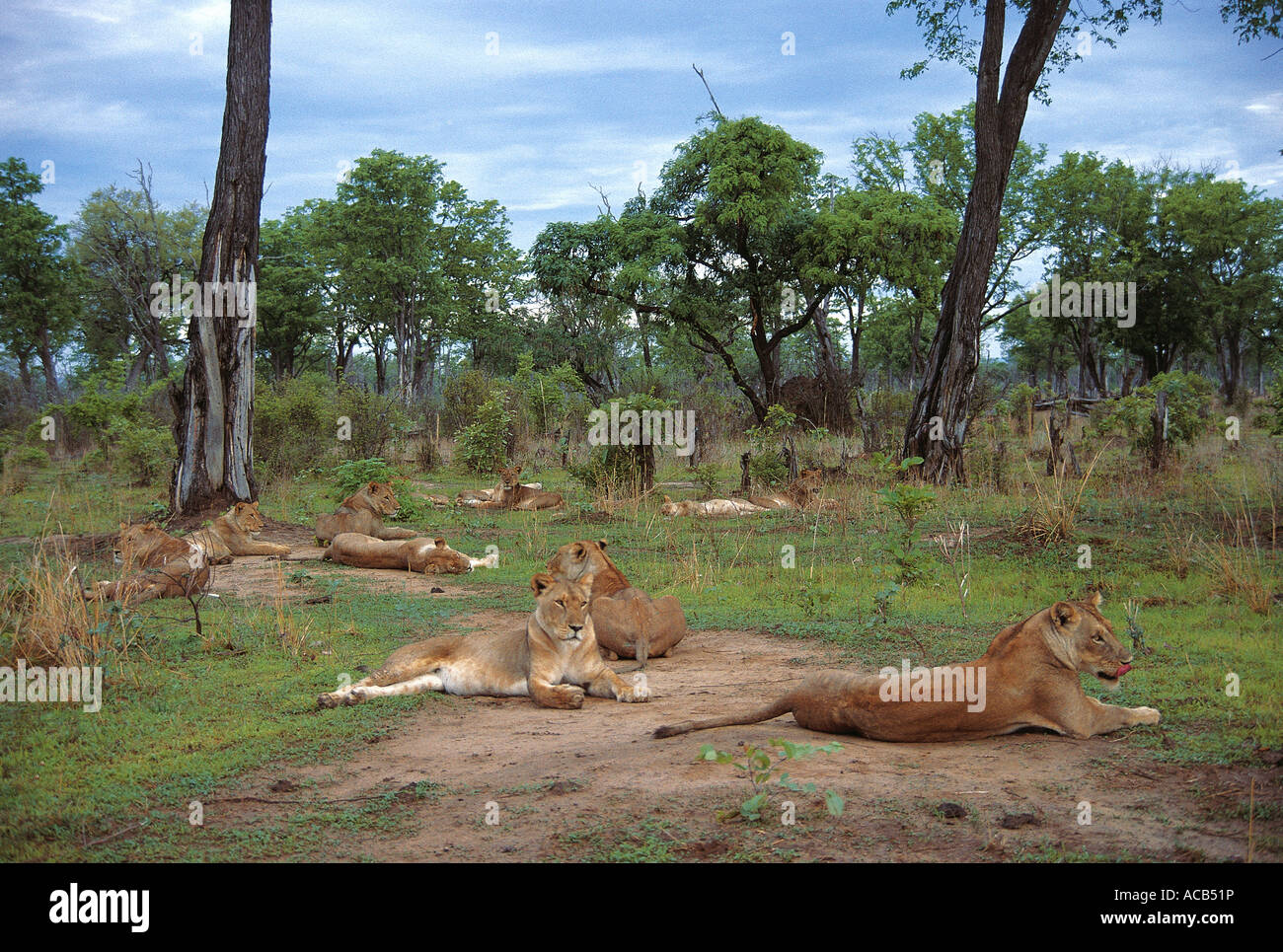 Lion Family Group Pride Together Large High Resolution Stock ...
