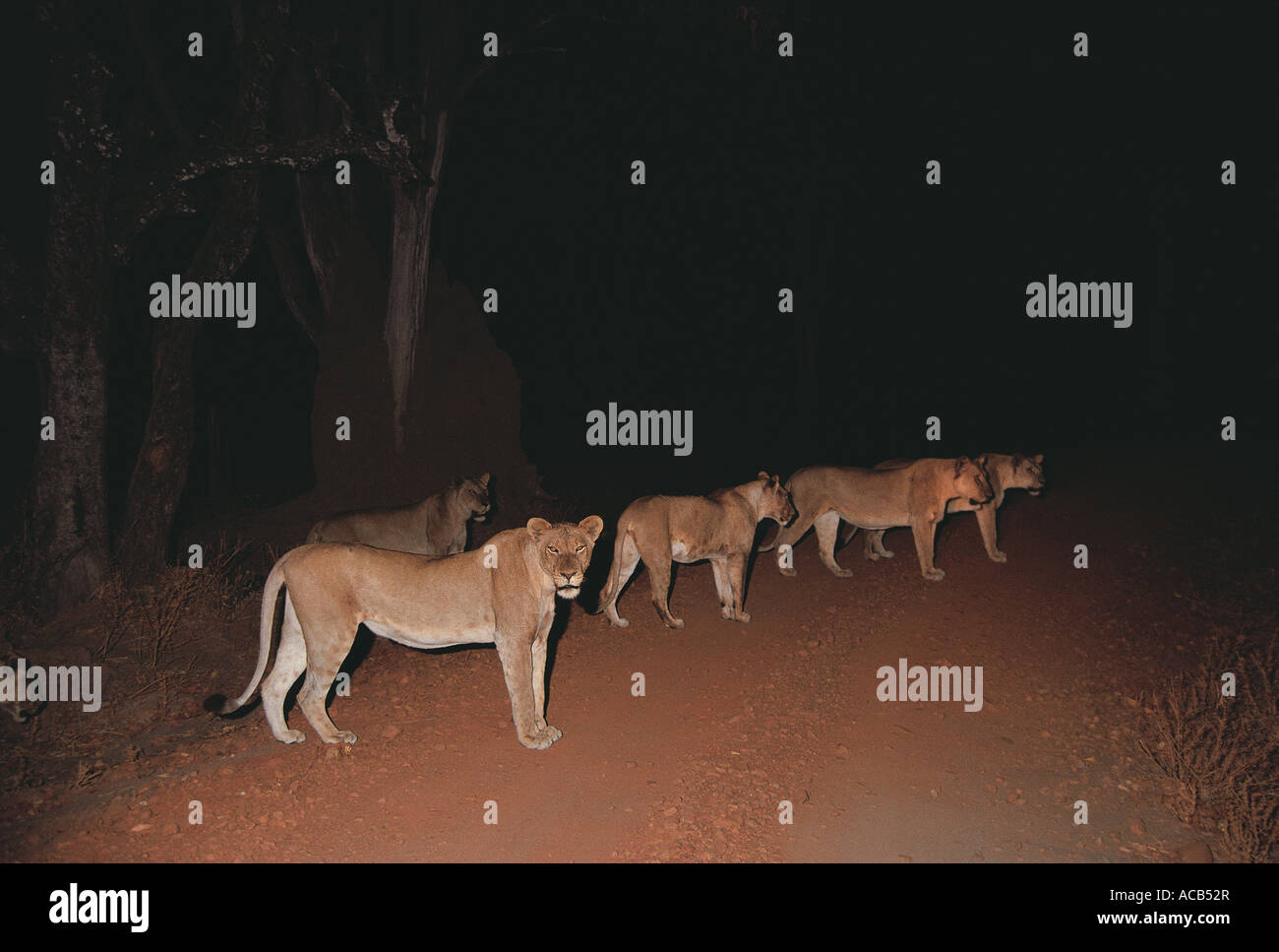 Lioness Hunting At Night