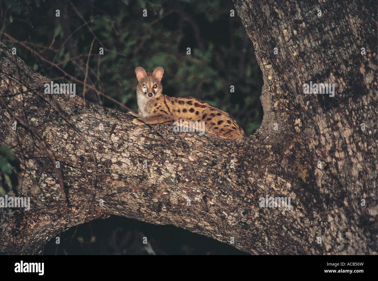 Large Spotted Genet resting in a tree at night in South Luangwa ...