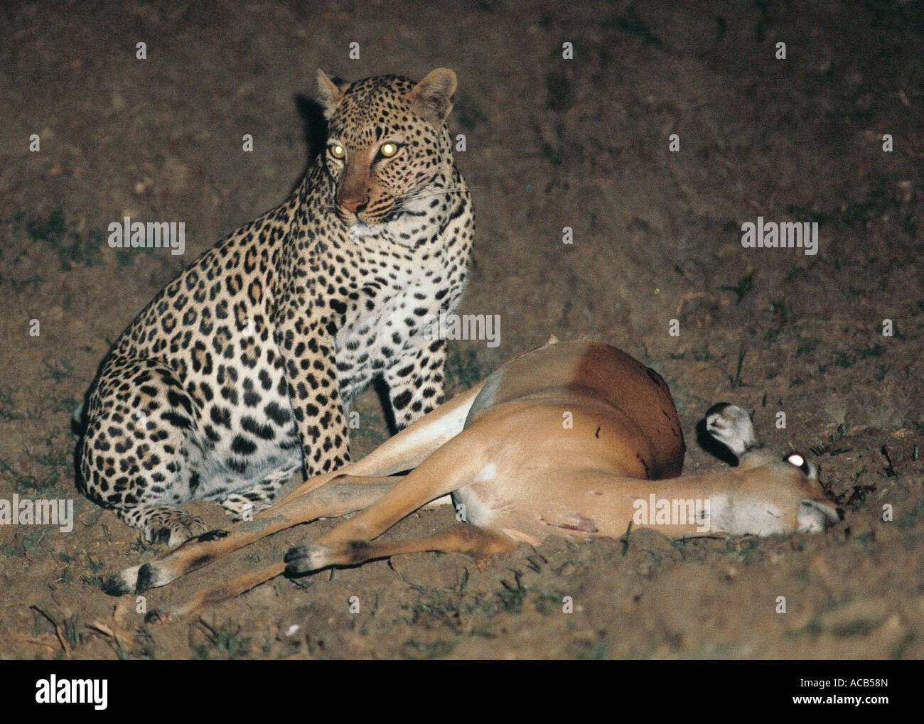 Female Leopard with the carcas of an Impala which it has just killed in ...