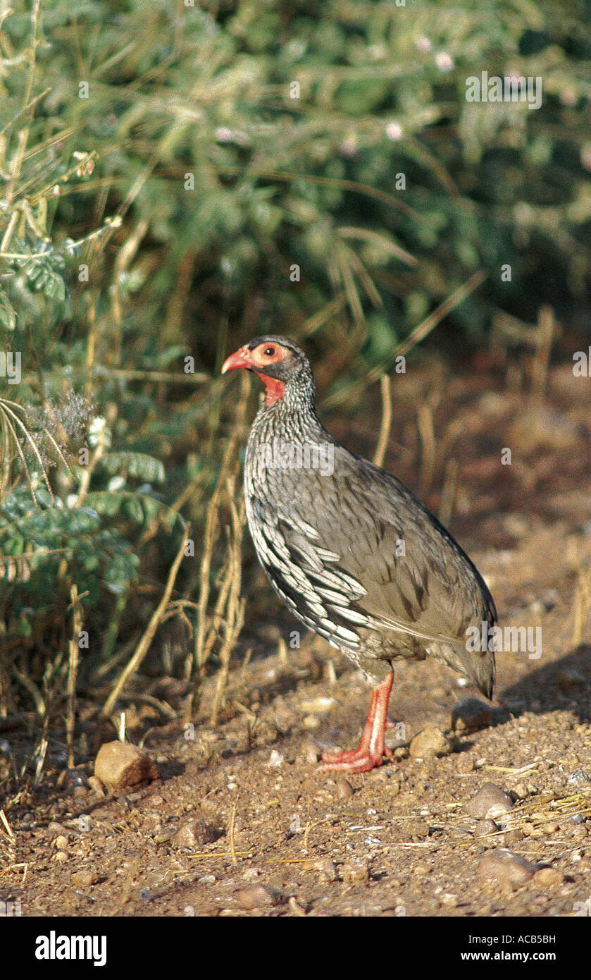 Red necked Spurfowl Francolinus after South Luangwa National Park ...