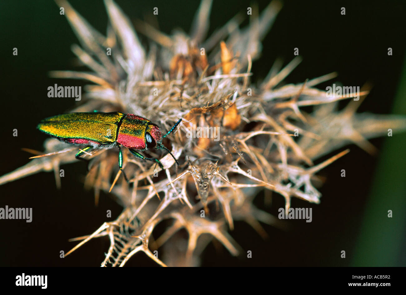 Jewel beetle Anthaxia nitidula France Stock Photo - Alamy