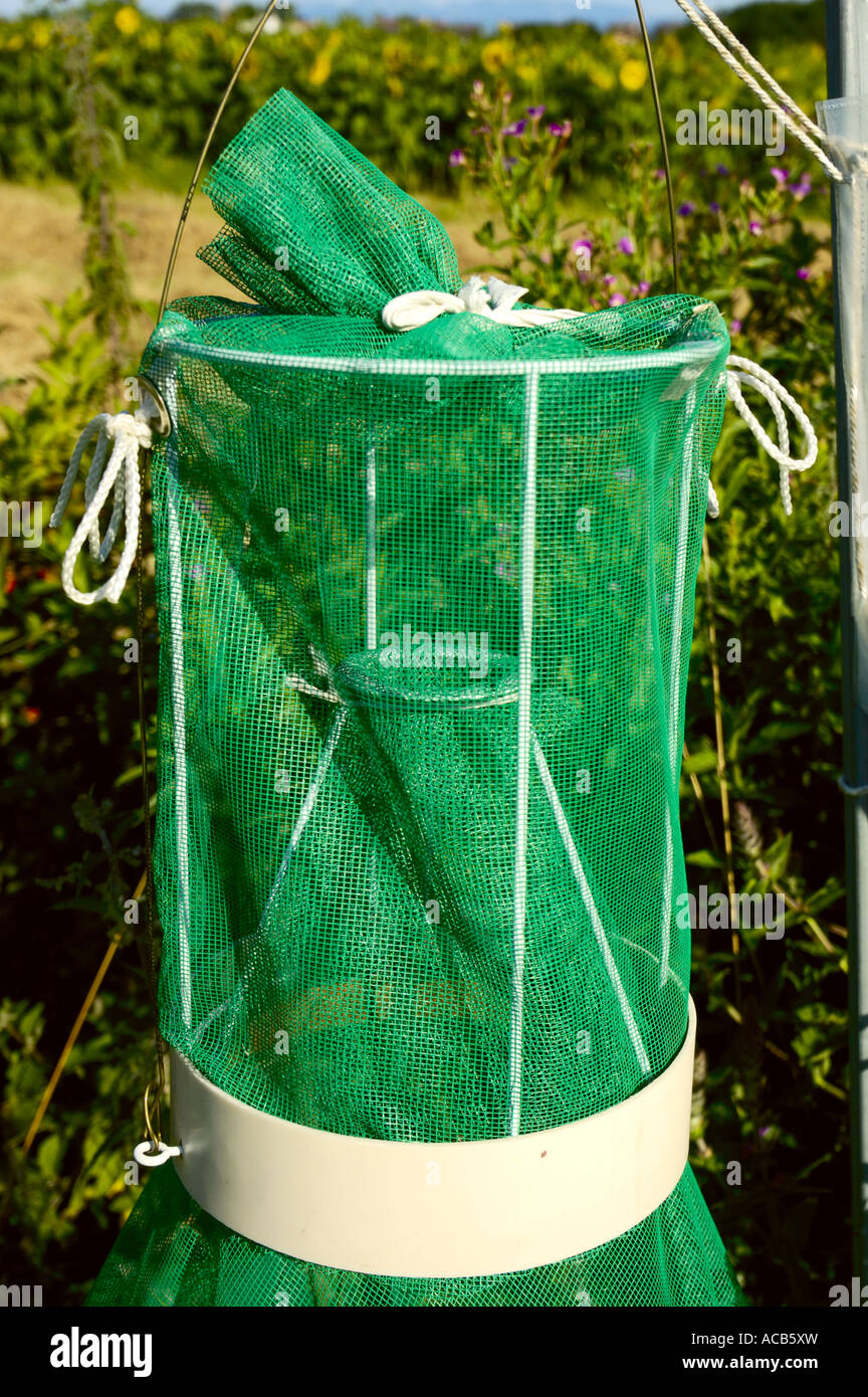 Insect trap - close up Stock Photo - Alamy