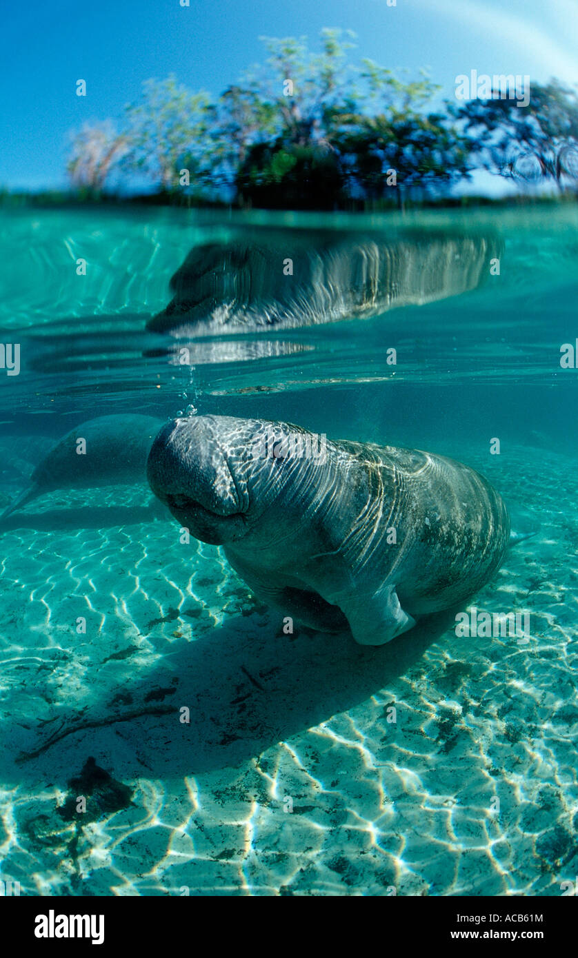 Endangered florida manatee three hi-res stock photography and images ...