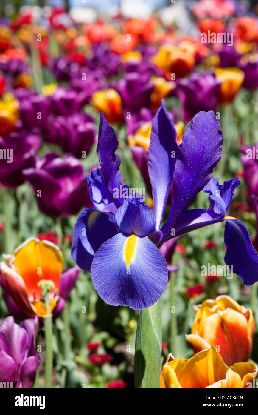 Blue and gold iris flower hi-res stock photography and images - Alamy