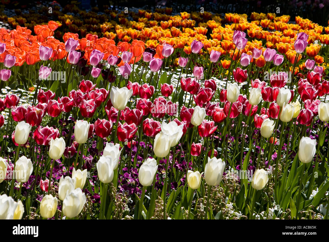 Monet bulb hi-res stock photography and images - Alamy