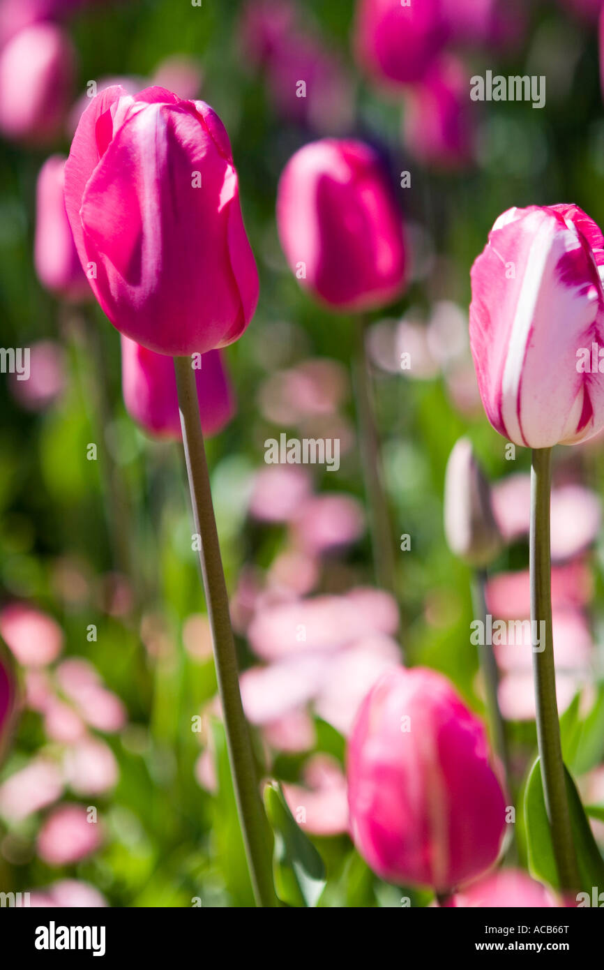 Hot pink tulips Stock Photo - Alamy