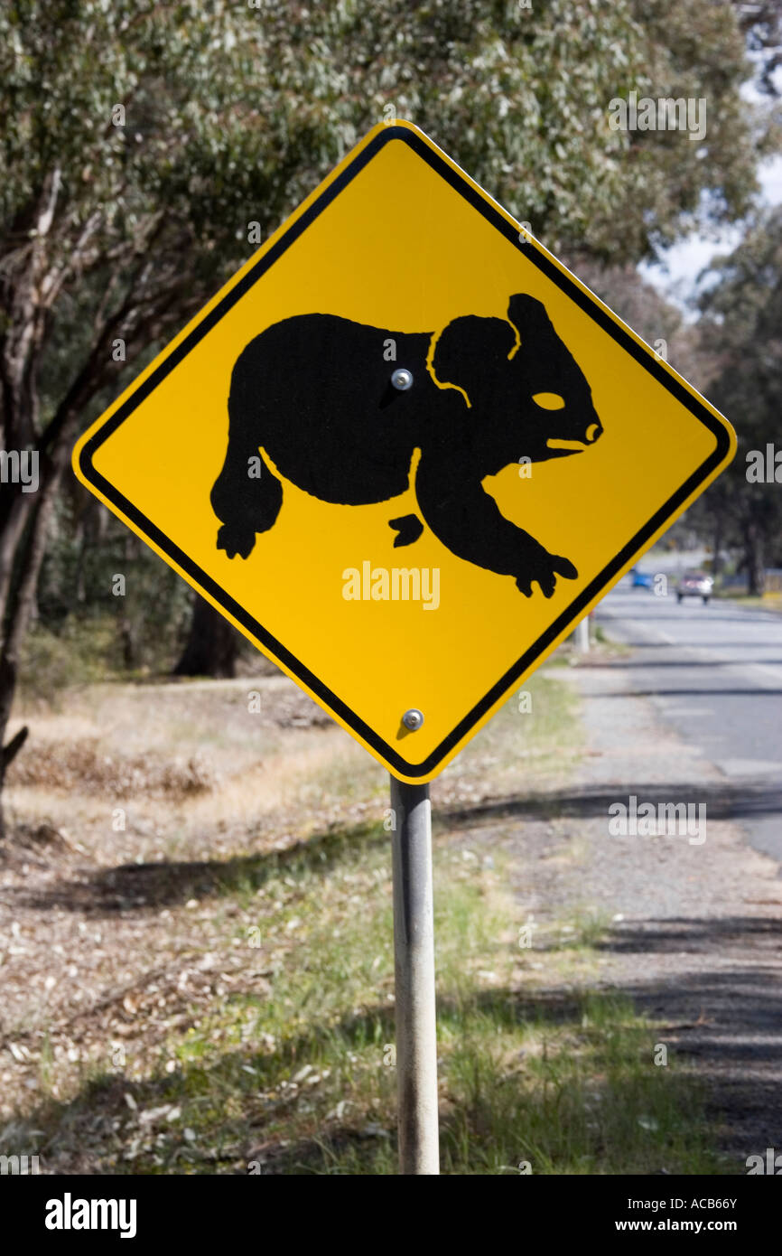 Koala crossing road hi-res stock photography and images - Alamy