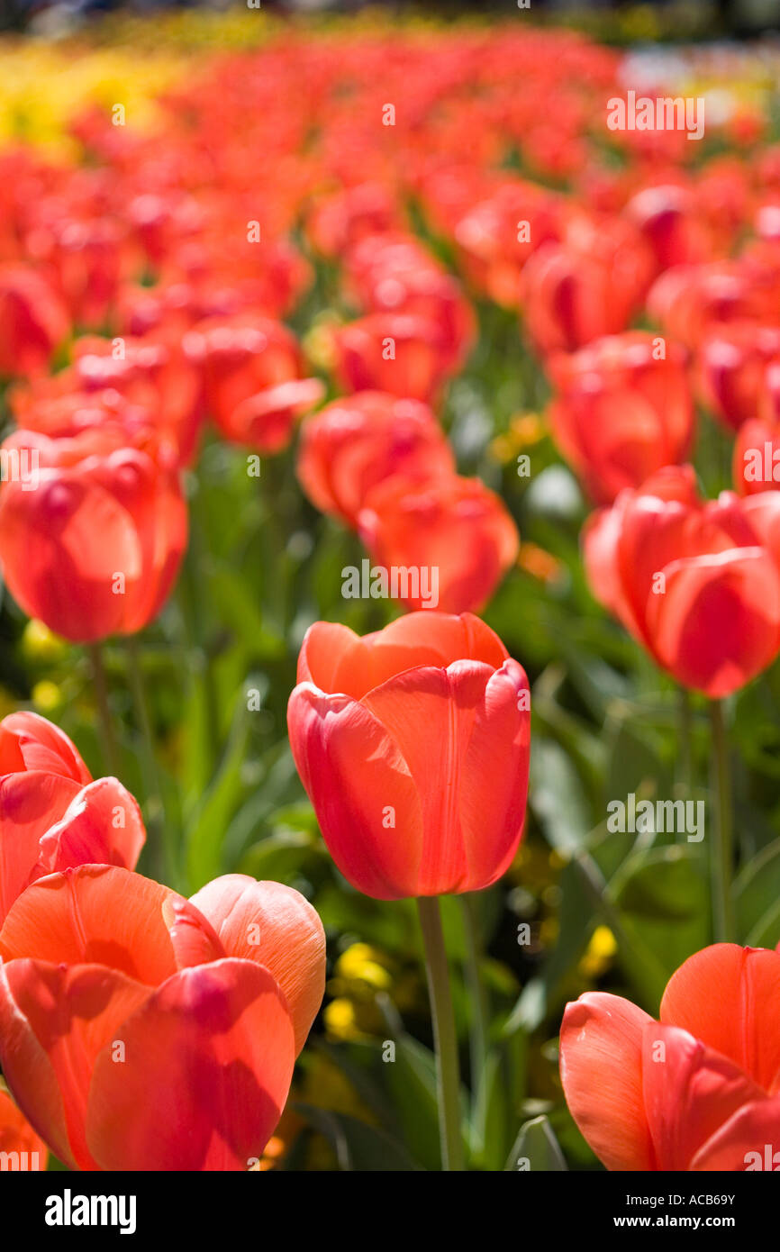 Monet red flowers hi-res stock photography and images - Alamy