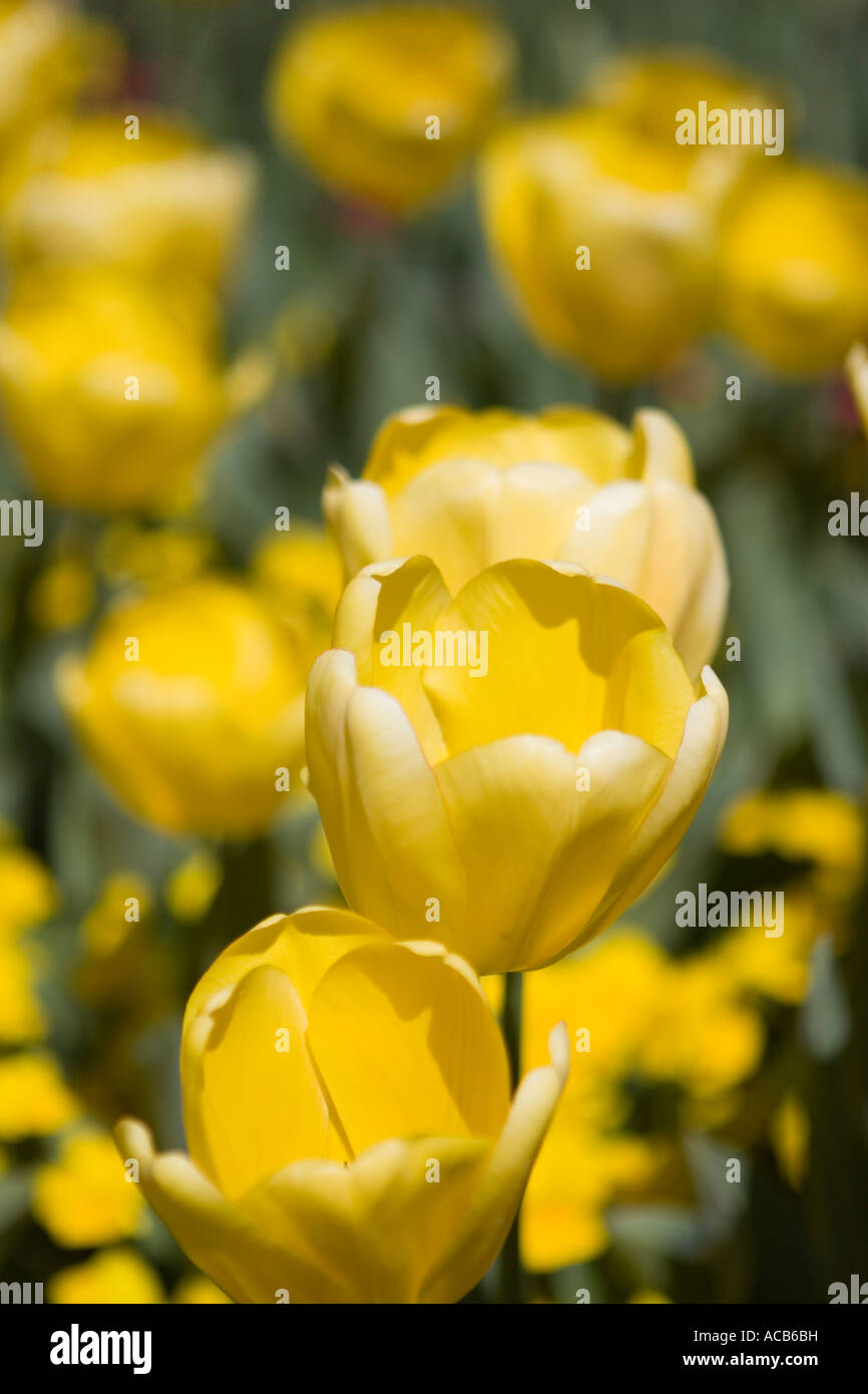 Monet bulb hi-res stock photography and images - Alamy