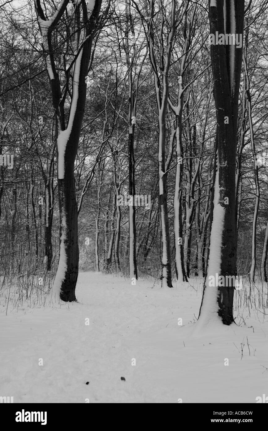 Winter woodland england uk Black and White Stock Photos & Images - Alamy