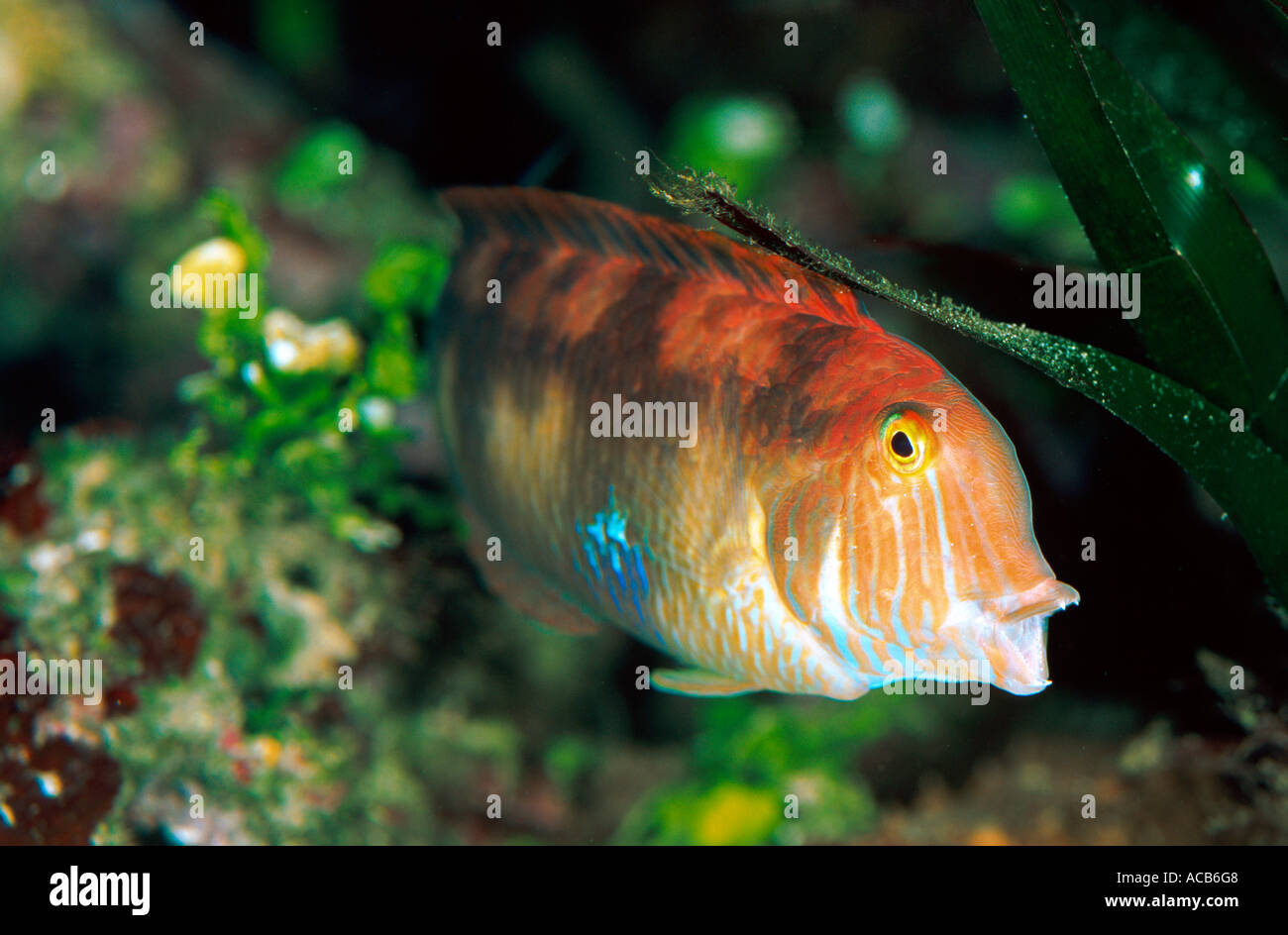 Xyrichtys hi-res stock photography and images - Alamy