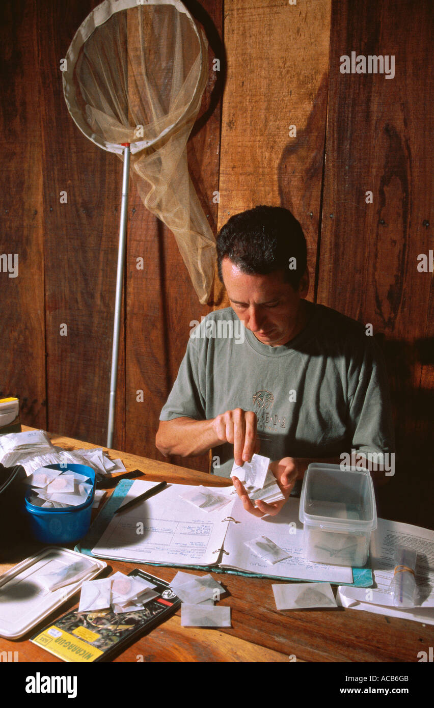 Biologist Classifying butterflies caught in the private reserve of ...