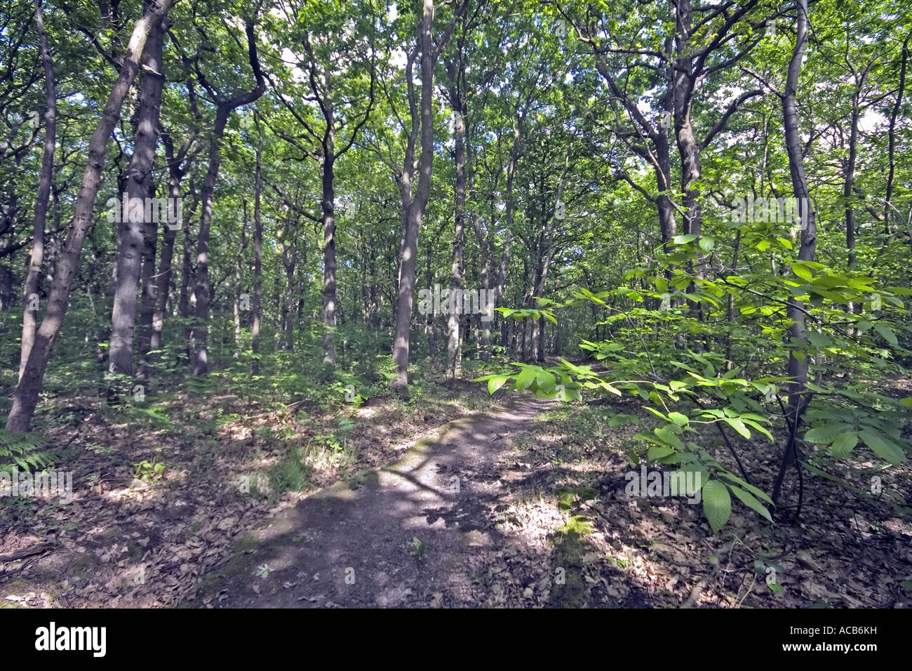 Woodland Path In Kent Stock Photo - Alamy