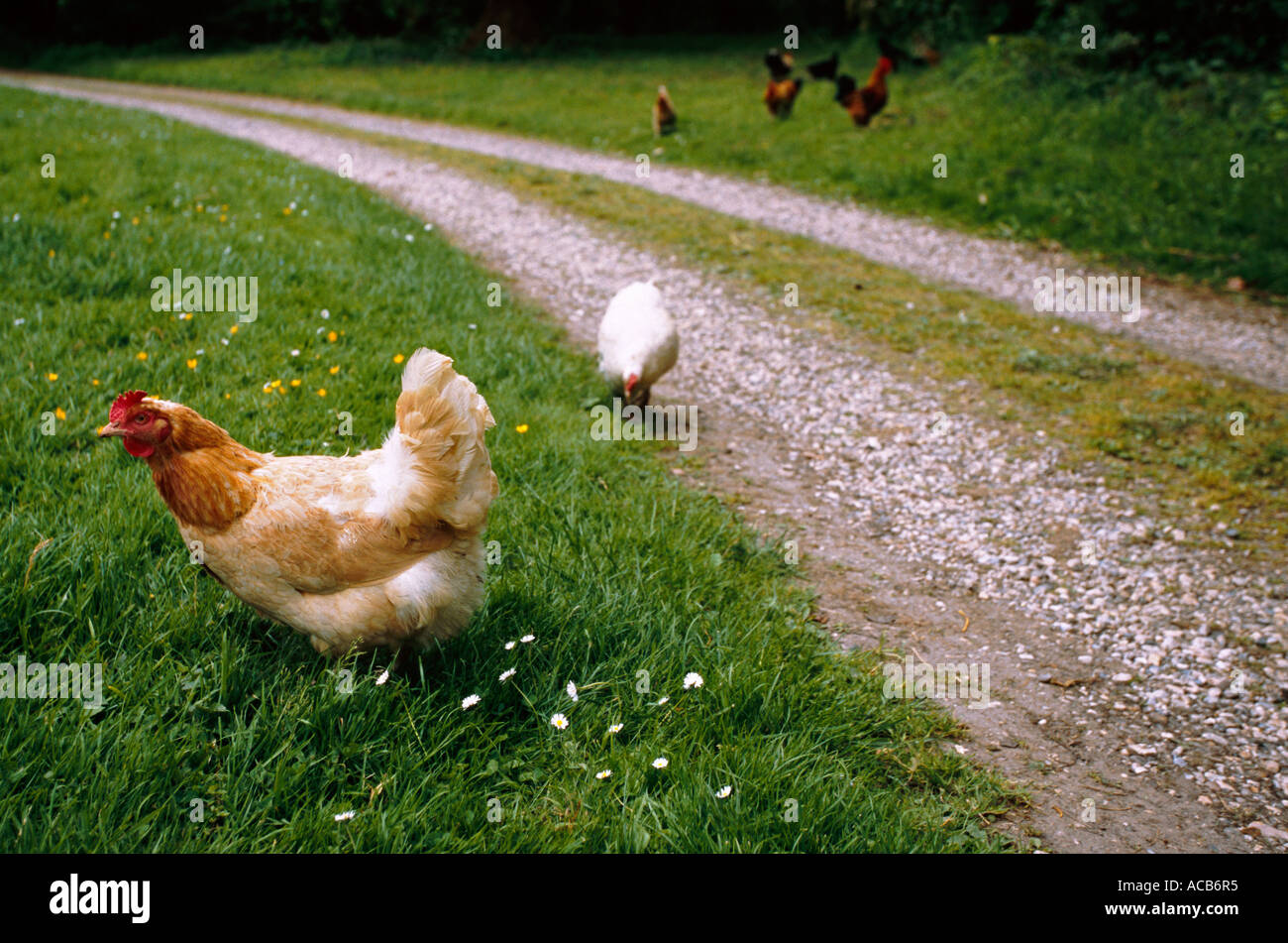 Chicken in a farmyard hi-res stock photography and images - Alamy