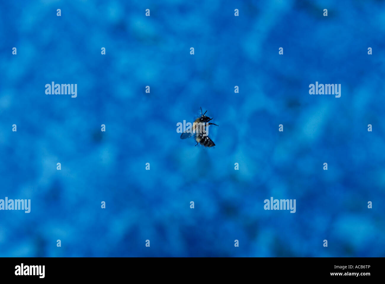 Dumbledore hi-res stock photography and images - Alamy