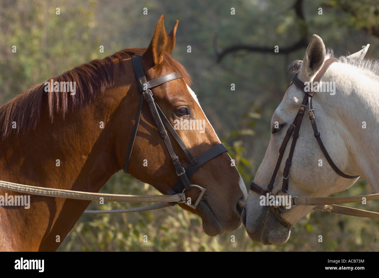 Close-up of two horses face to face Stock Photo - Alamy