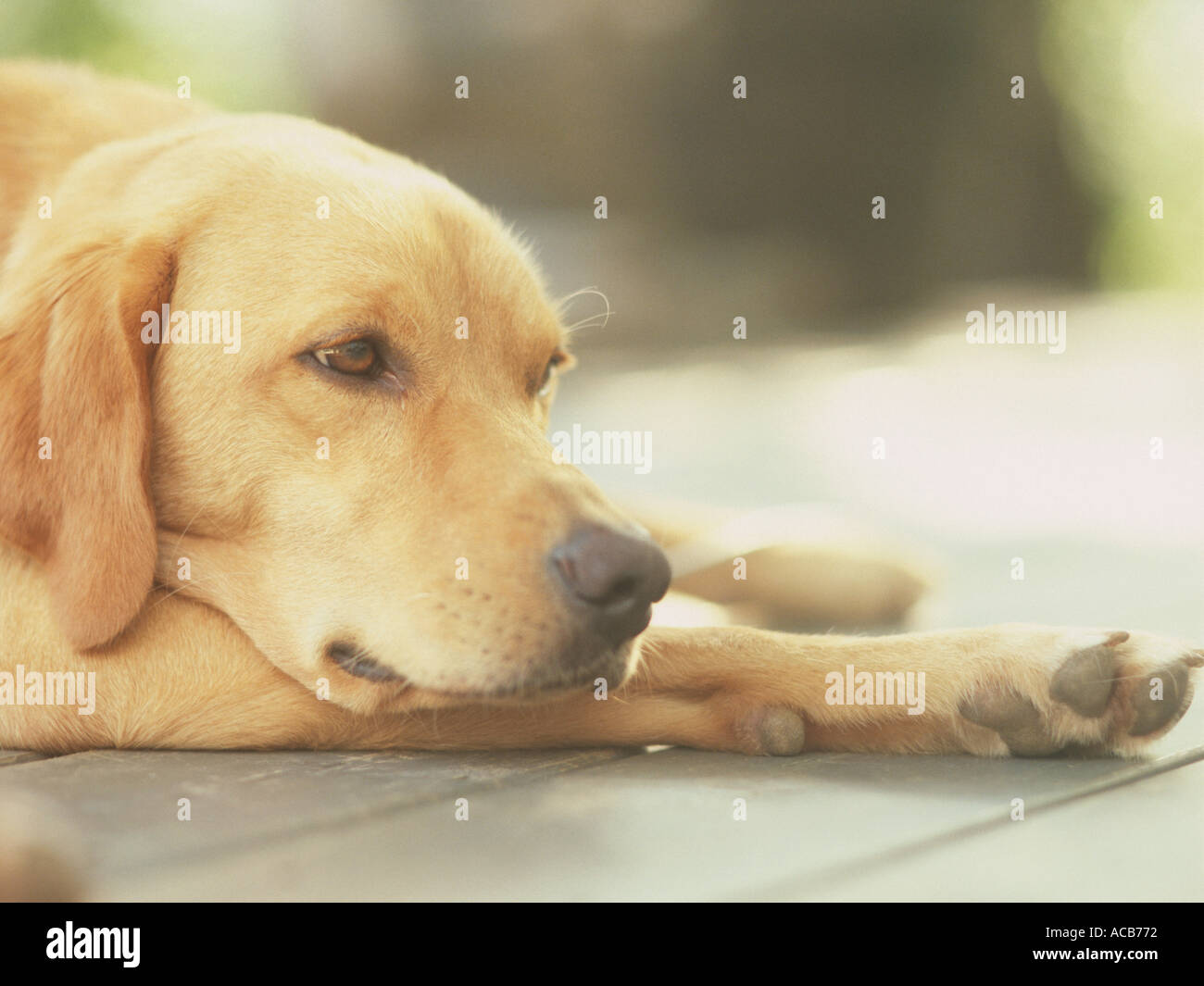 Weekend Family Skip Stock Photo - Alamy