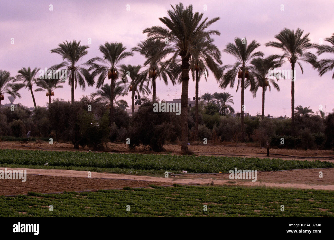 Trees in Gaza Stock Photo - Alamy