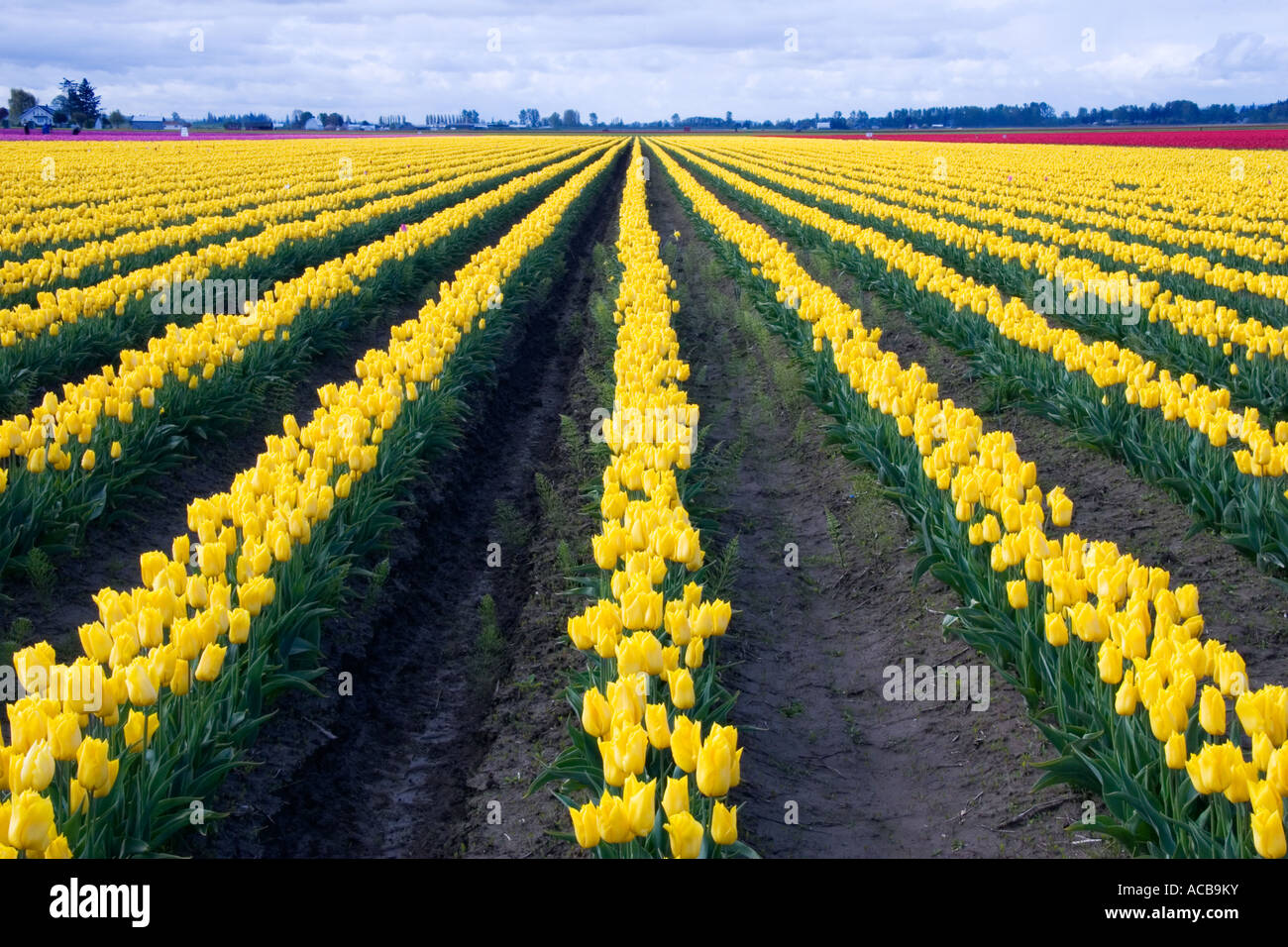 A field of yellow tulips at the Skagit Valley Tulip Festival in Mount ...