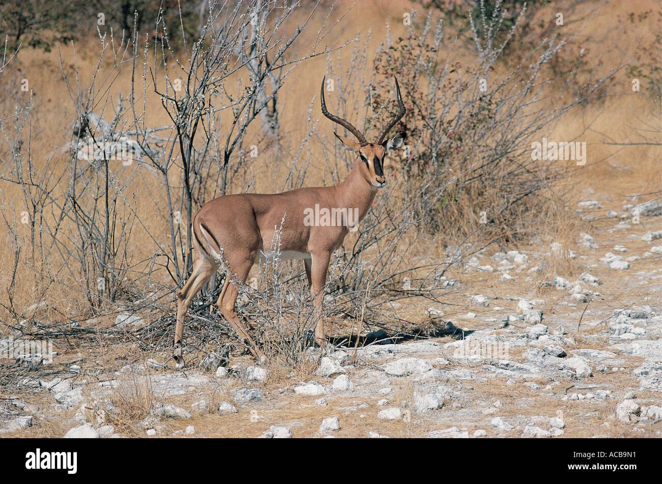 Black hoof park hi-res stock photography and images - Alamy