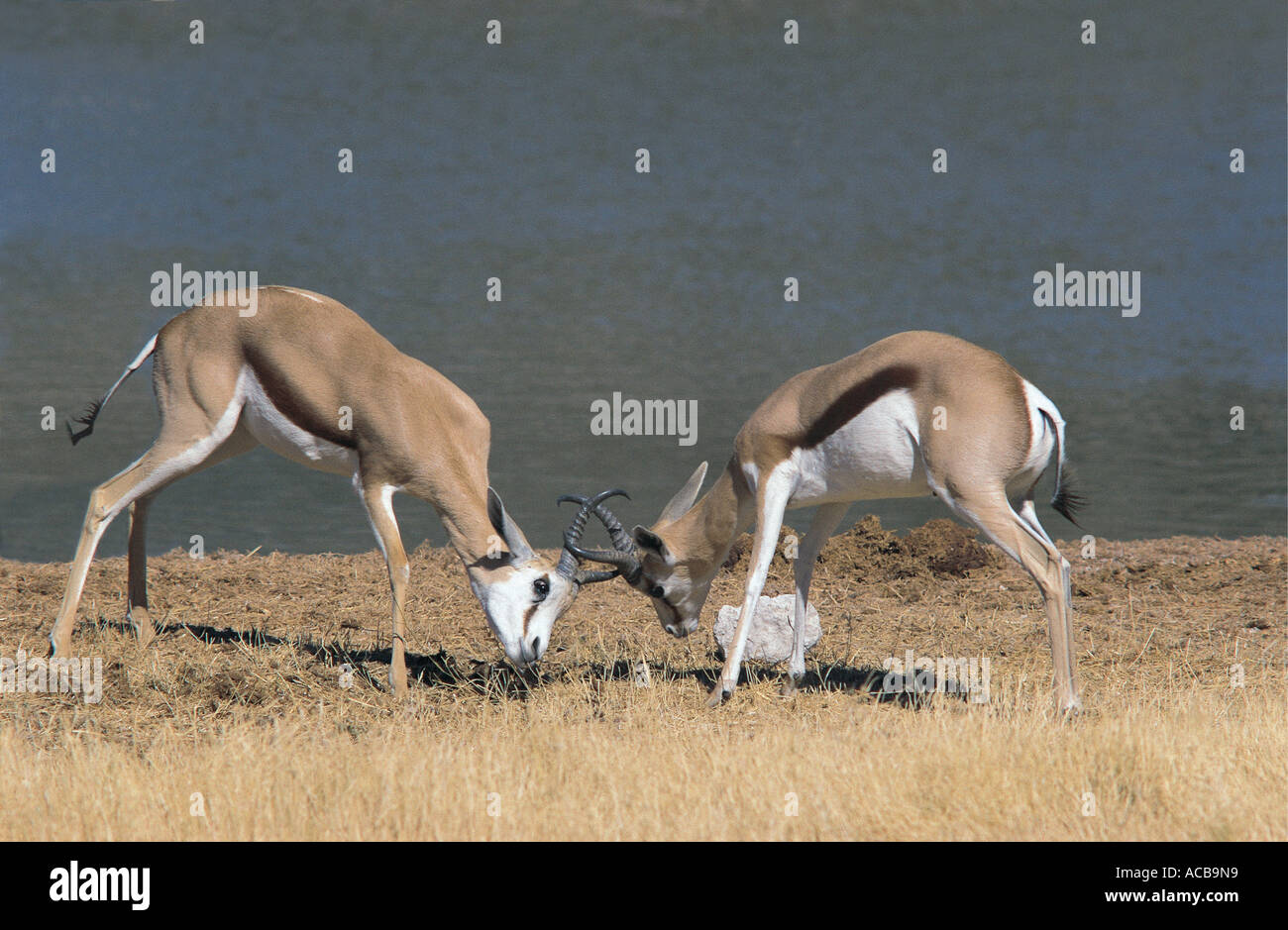 Springbok mating hi-res stock photography and images - Alamy