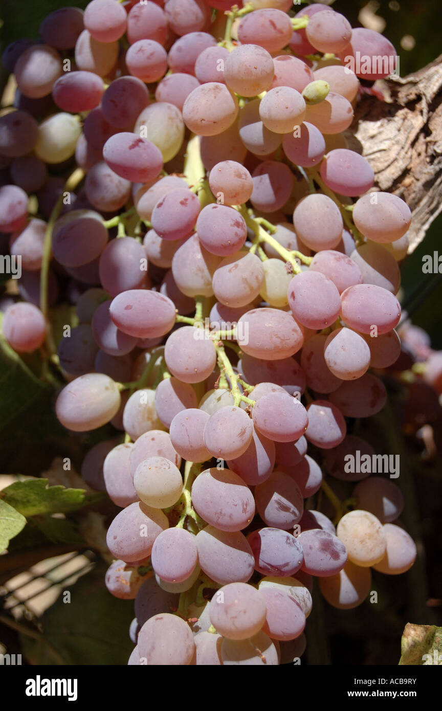 Red flame grapes hi-res stock photography and images - Alamy