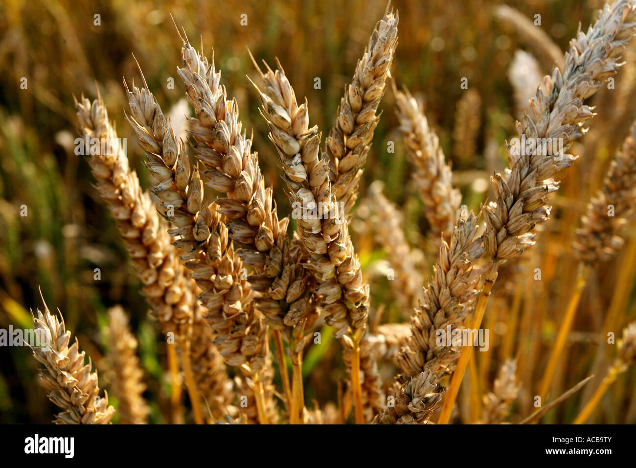 Field of Wheat and details of wheat corns in Norfolk UK Stock Photo - Alamy