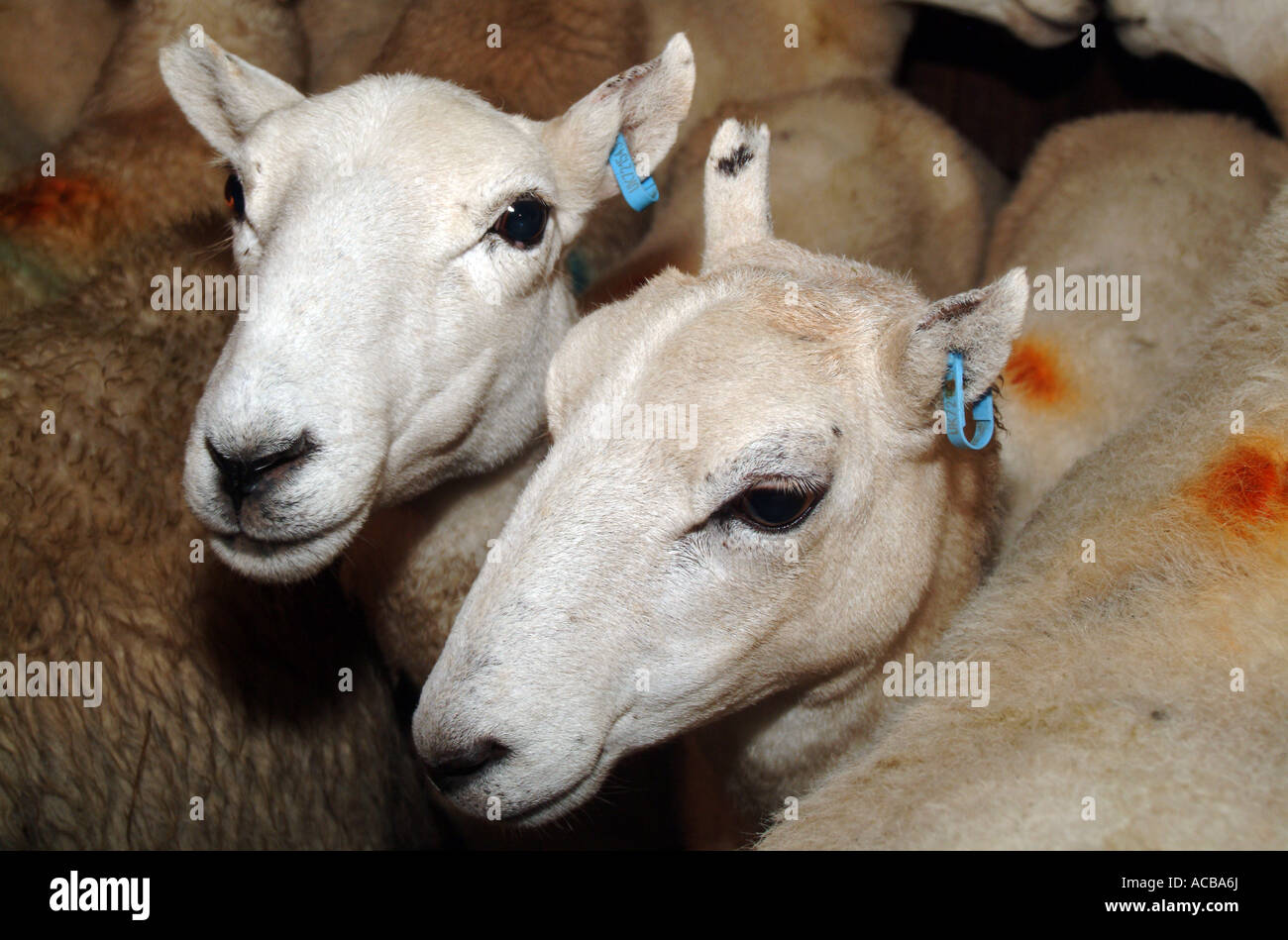 Frontal head portrait of two white faced cross-bred ewe lamb Stock ...