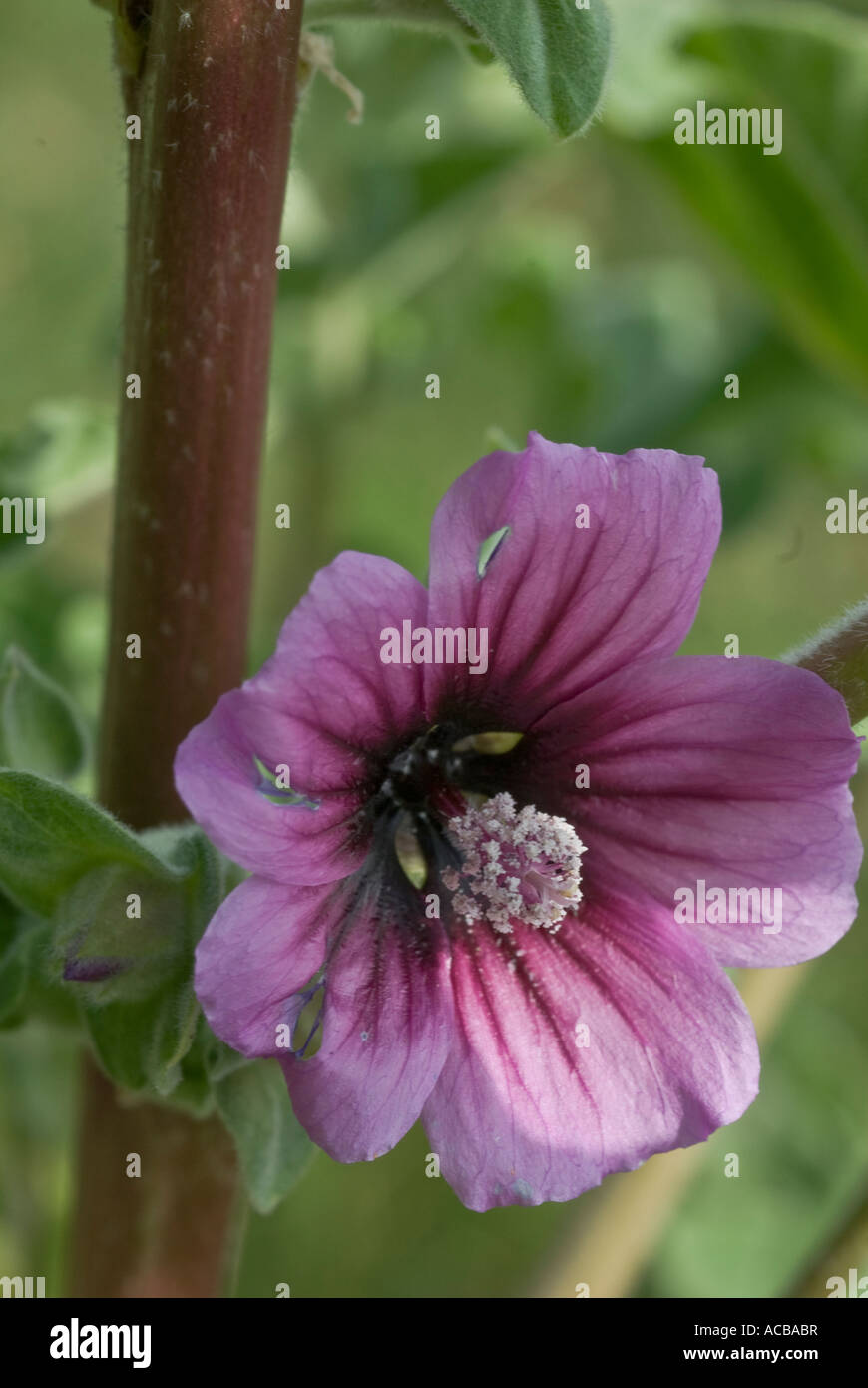 wild plant Tree Mallow Lavatera arborea Stock Photo - Alamy