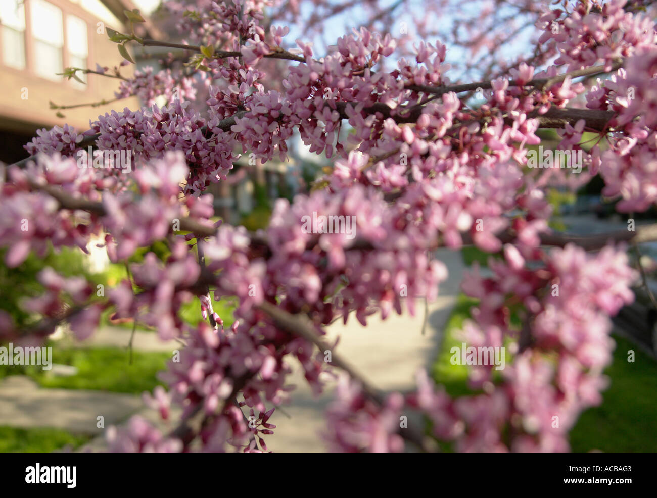 Cherry bloosom tree hi-res stock photography and images - Alamy