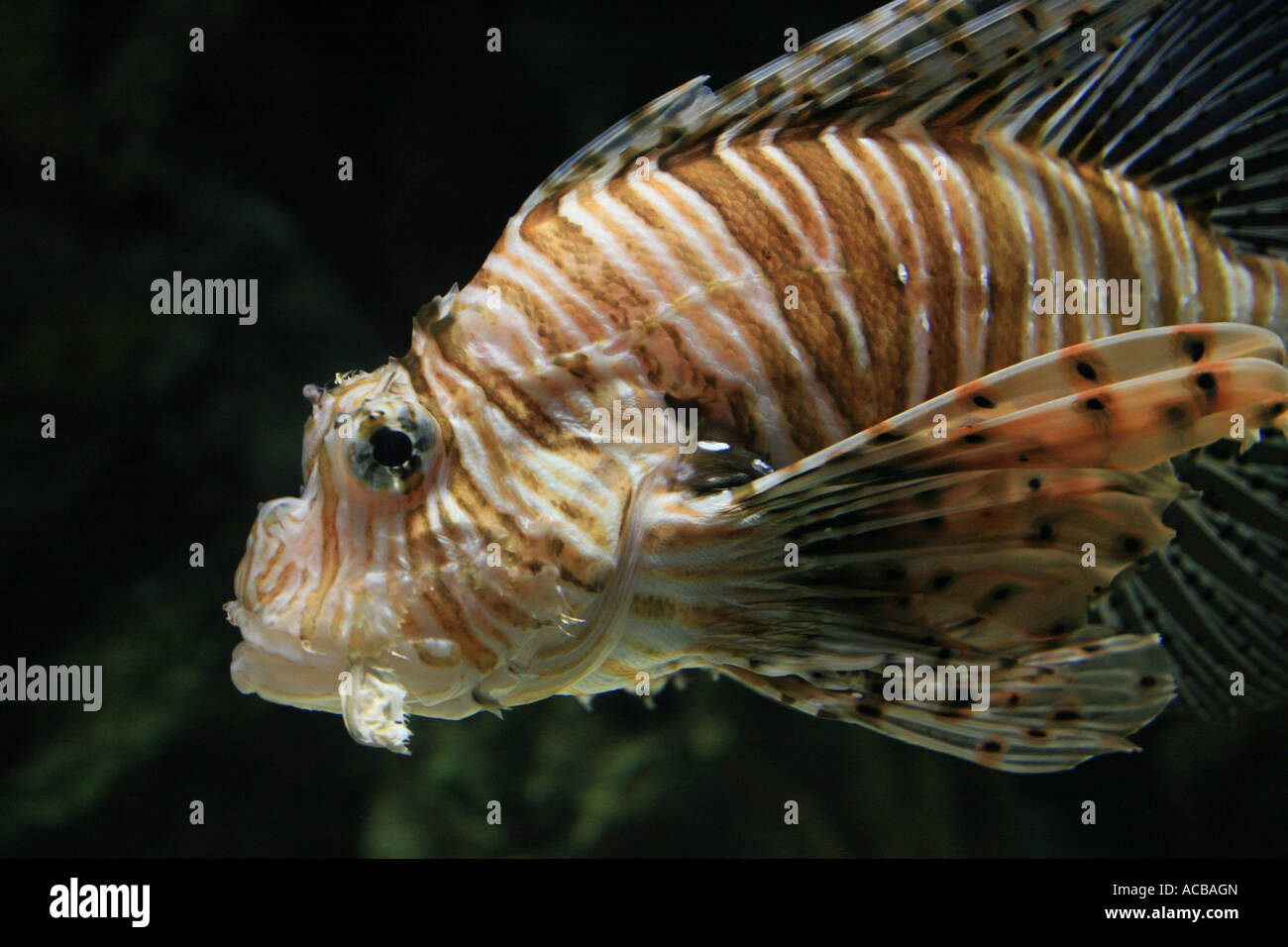 Fire coral sting hi-res stock photography and images - Alamy