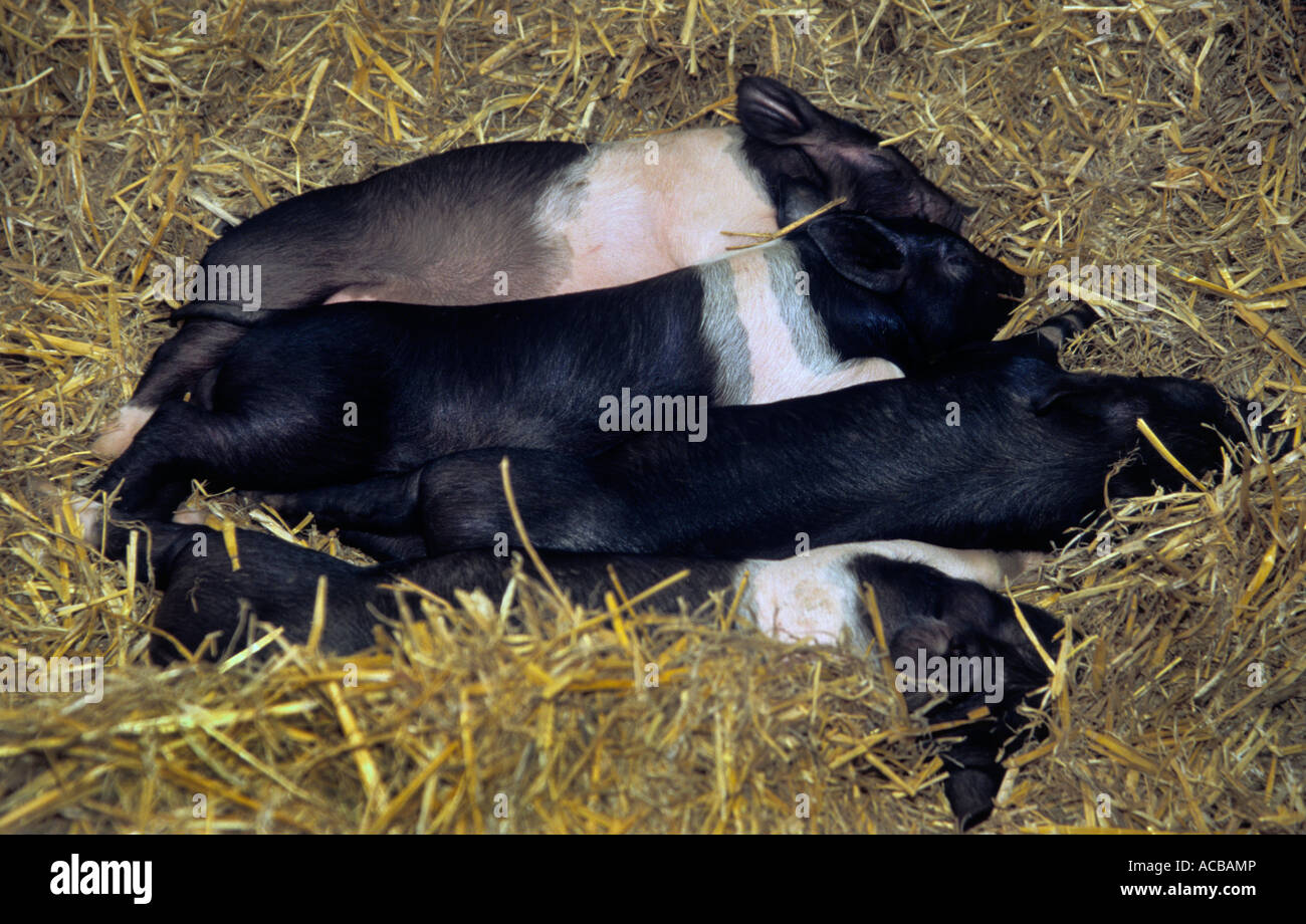 Four Little Pigs Stock Photo - Alamy