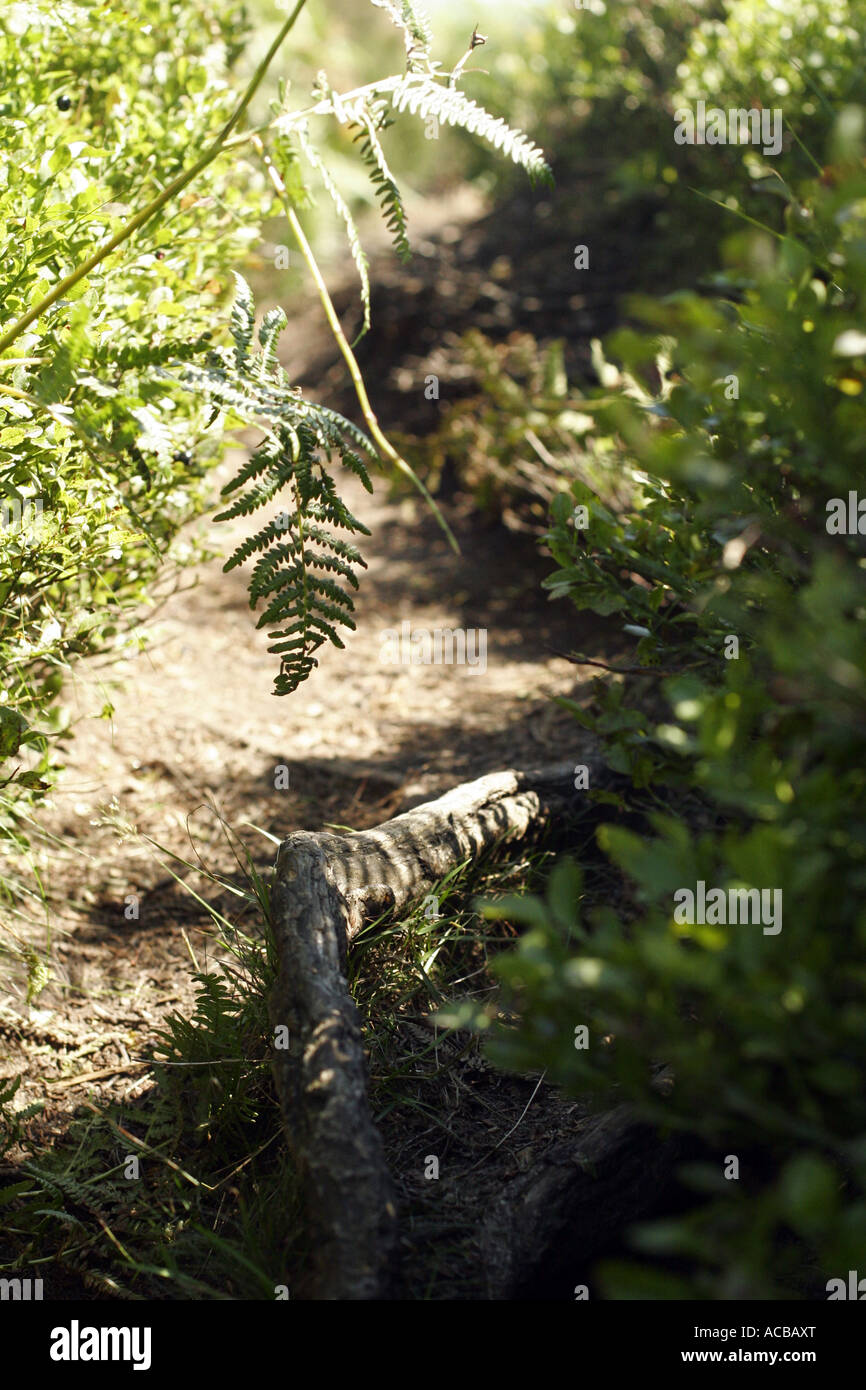 summer path with ferns Stock Photo - Alamy
