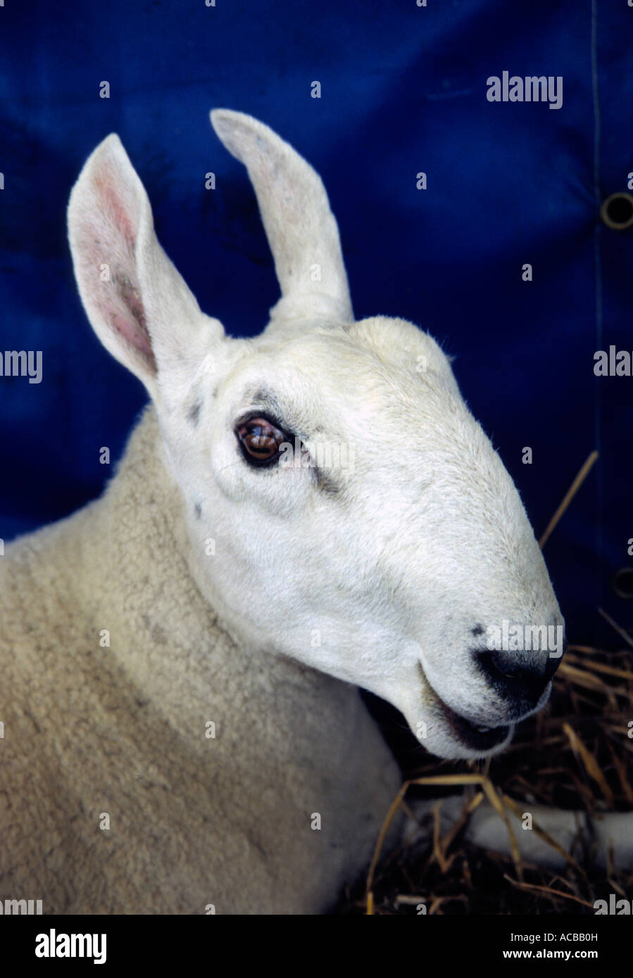 Prize Winning Sheep Stock Photo - Alamy
