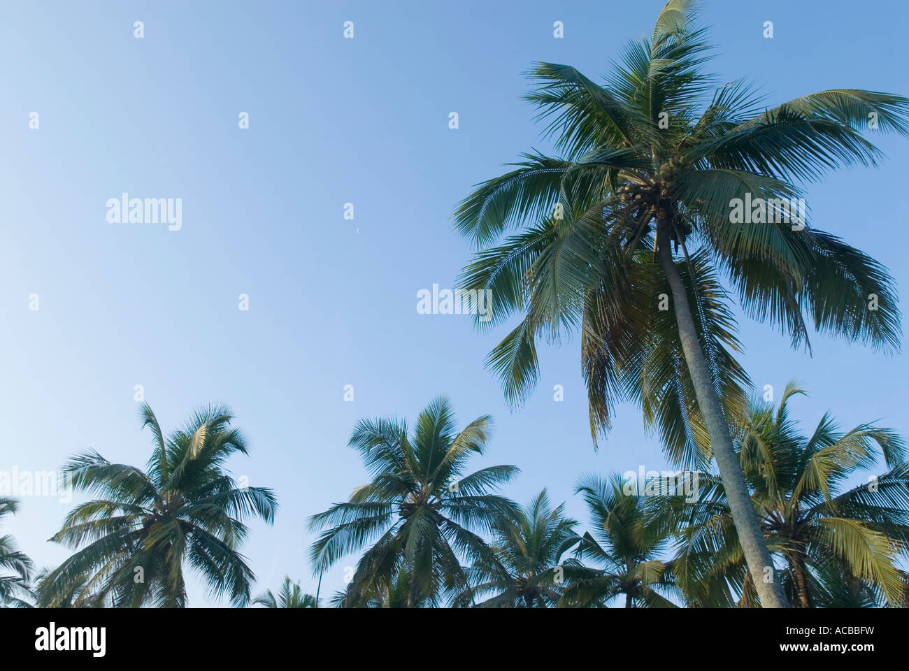 Low angle view of palm trees Stock Photo - Alamy