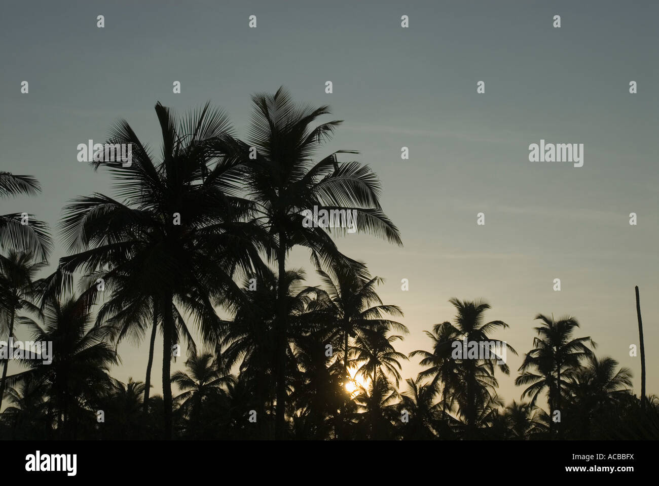 Silhouette of palm trees at sunset Stock Photo - Alamy