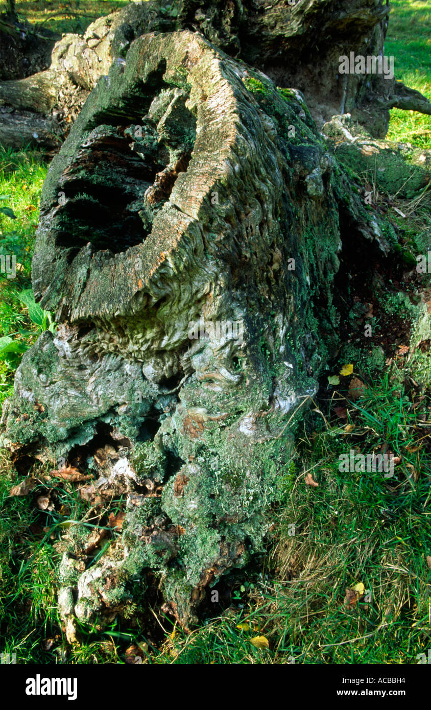 Needwood forest hi-res stock photography and images - Alamy