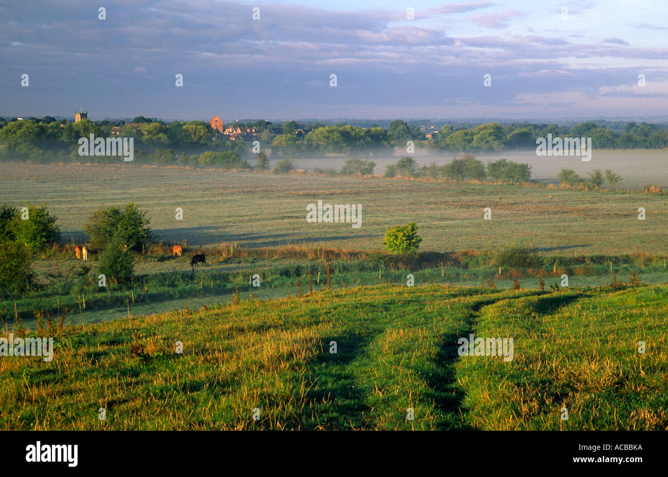 Needwood forest hi-res stock photography and images - Alamy