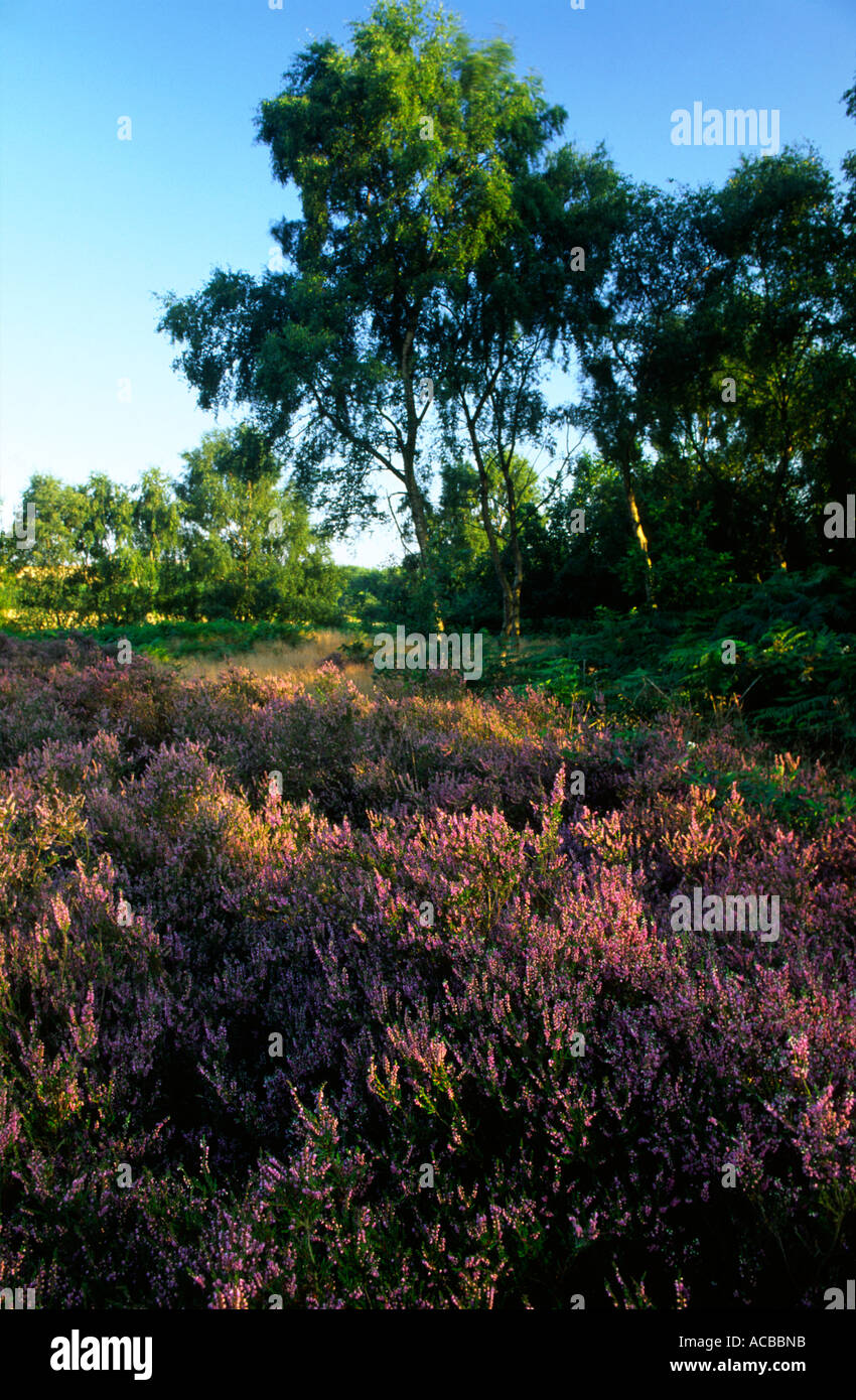 Carver's rocks nature reserve hi-res stock photography and images - Alamy