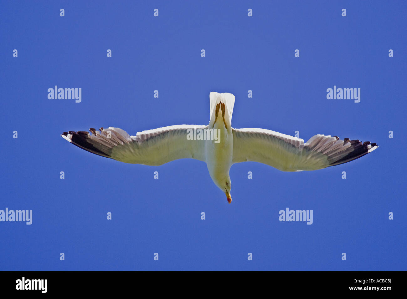 Gull in flight looking downwards, Skokholm Island, Pembrokeshire Stock ...