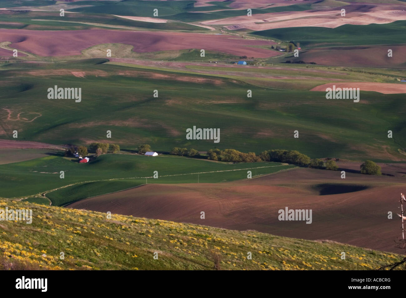 The Palouse as viewed from the summit of Kamiak Butte Washington Stock ...