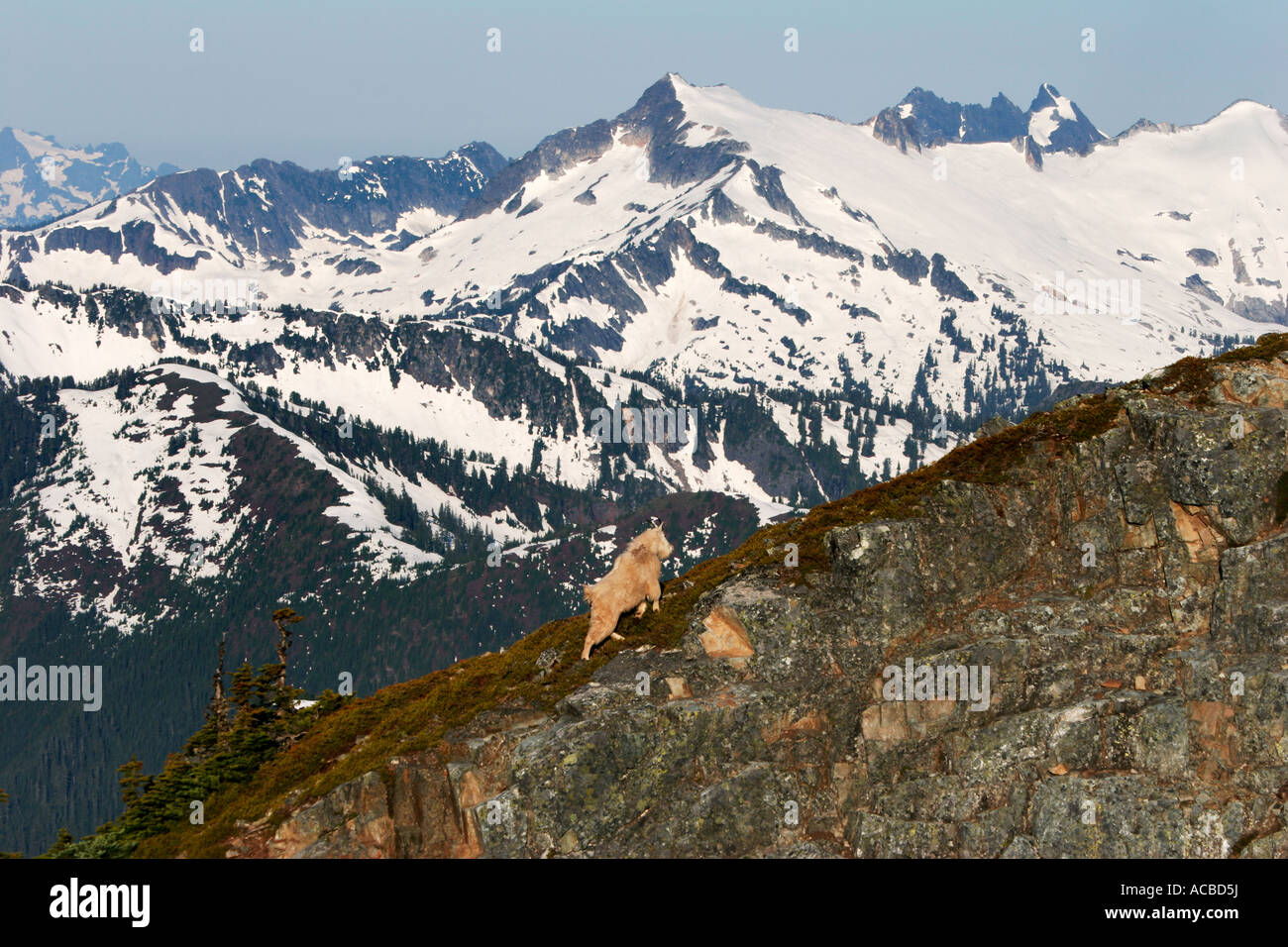 A mountain goat climbs a ridge above Cache Col in the North Cascades ...