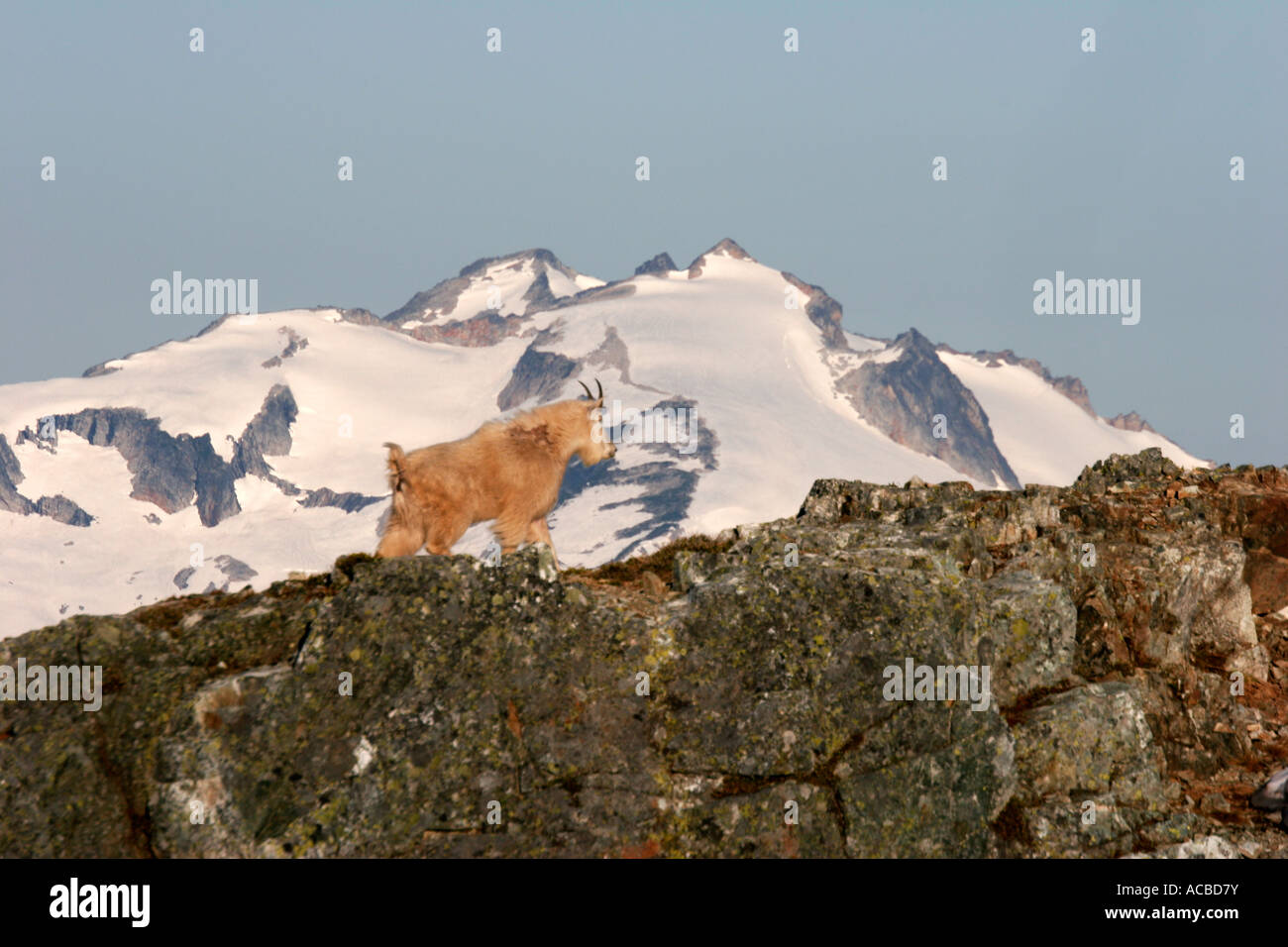 A mountain goat on a ridge below Sahale Peak in the North Cascades ...